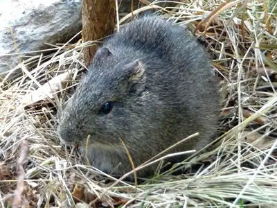 Guinea Pig Information