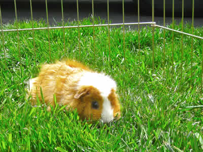 Guinea Pig Runs